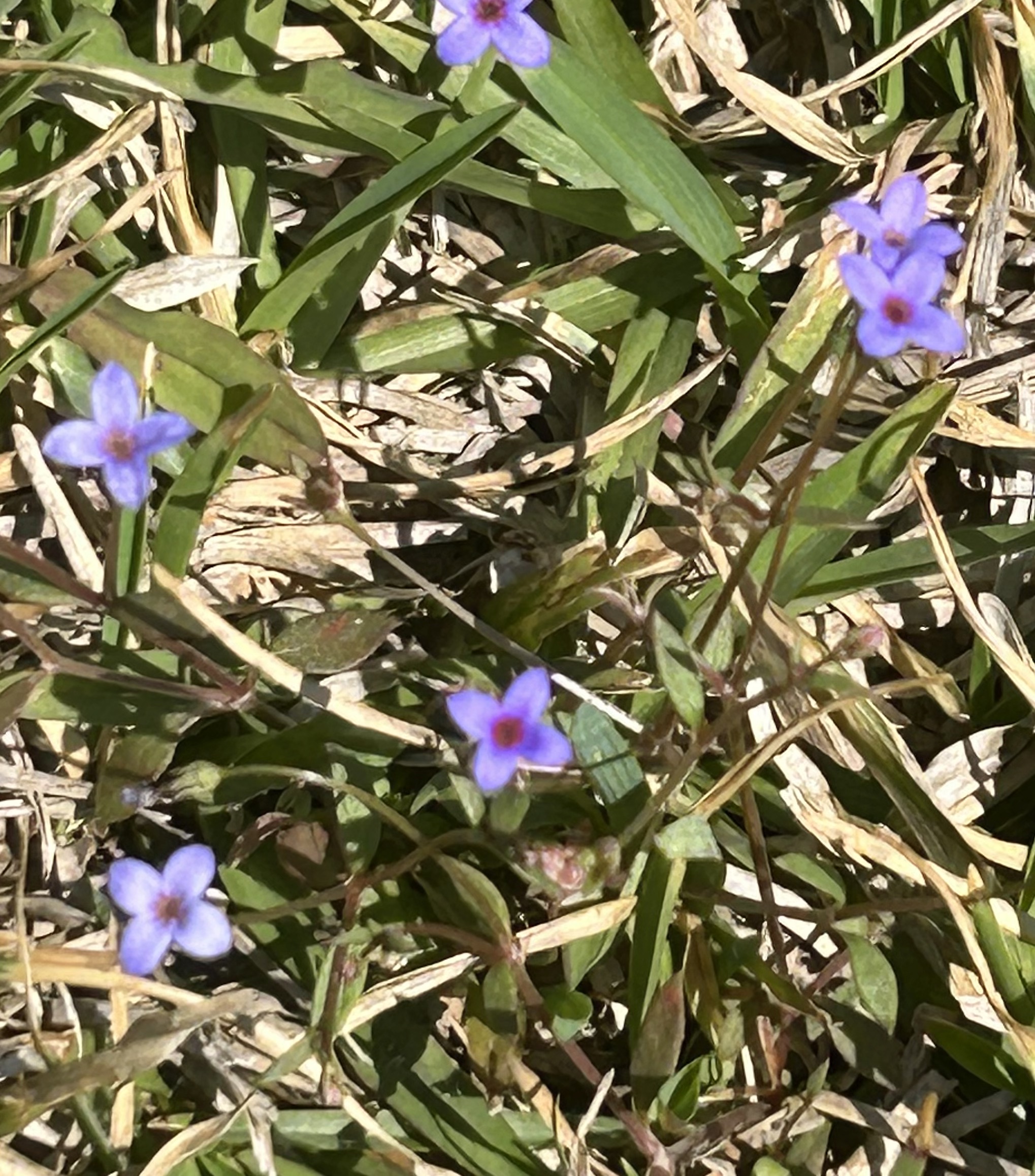 Little Blue Daisies–will eating them really make you beautiful? – Cozy ...