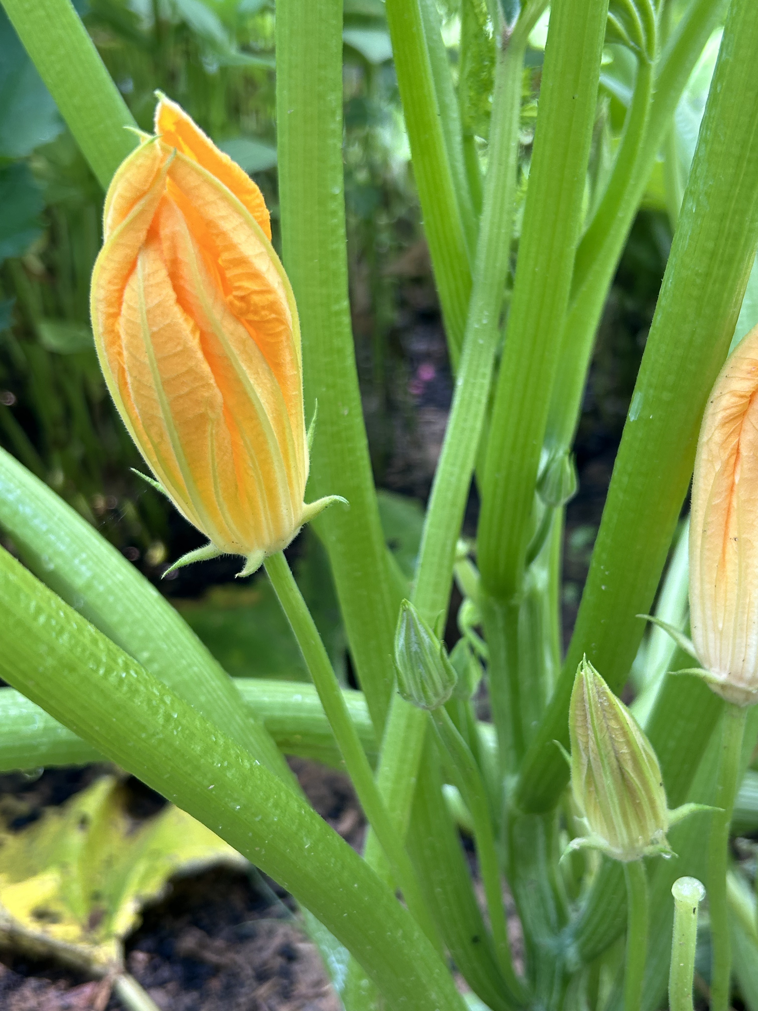 Squash Blossoms–NO squash! Here’s why! – Cozy Kitchen Wood Stove