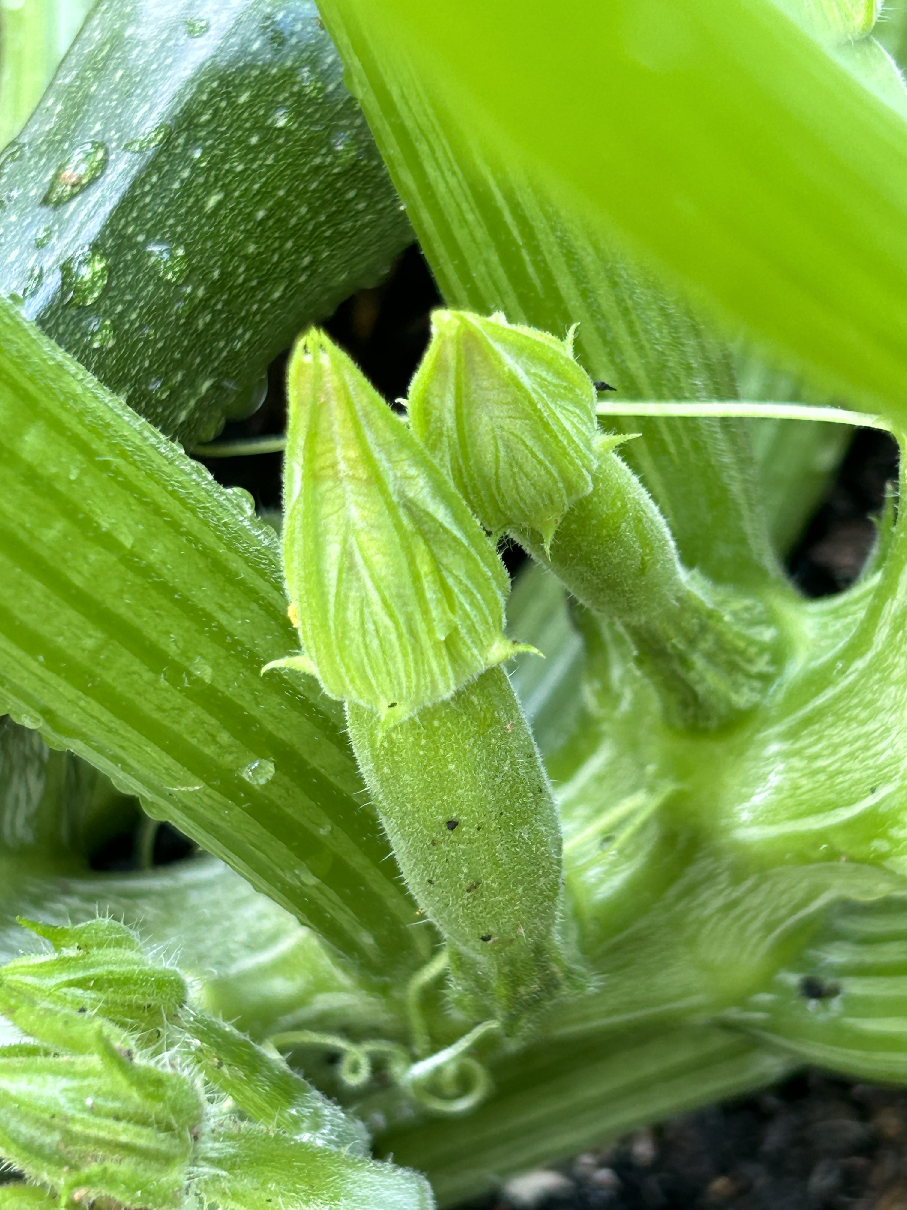 Squash Blossoms–NO squash! Here’s why! – Cozy Kitchen Wood Stove